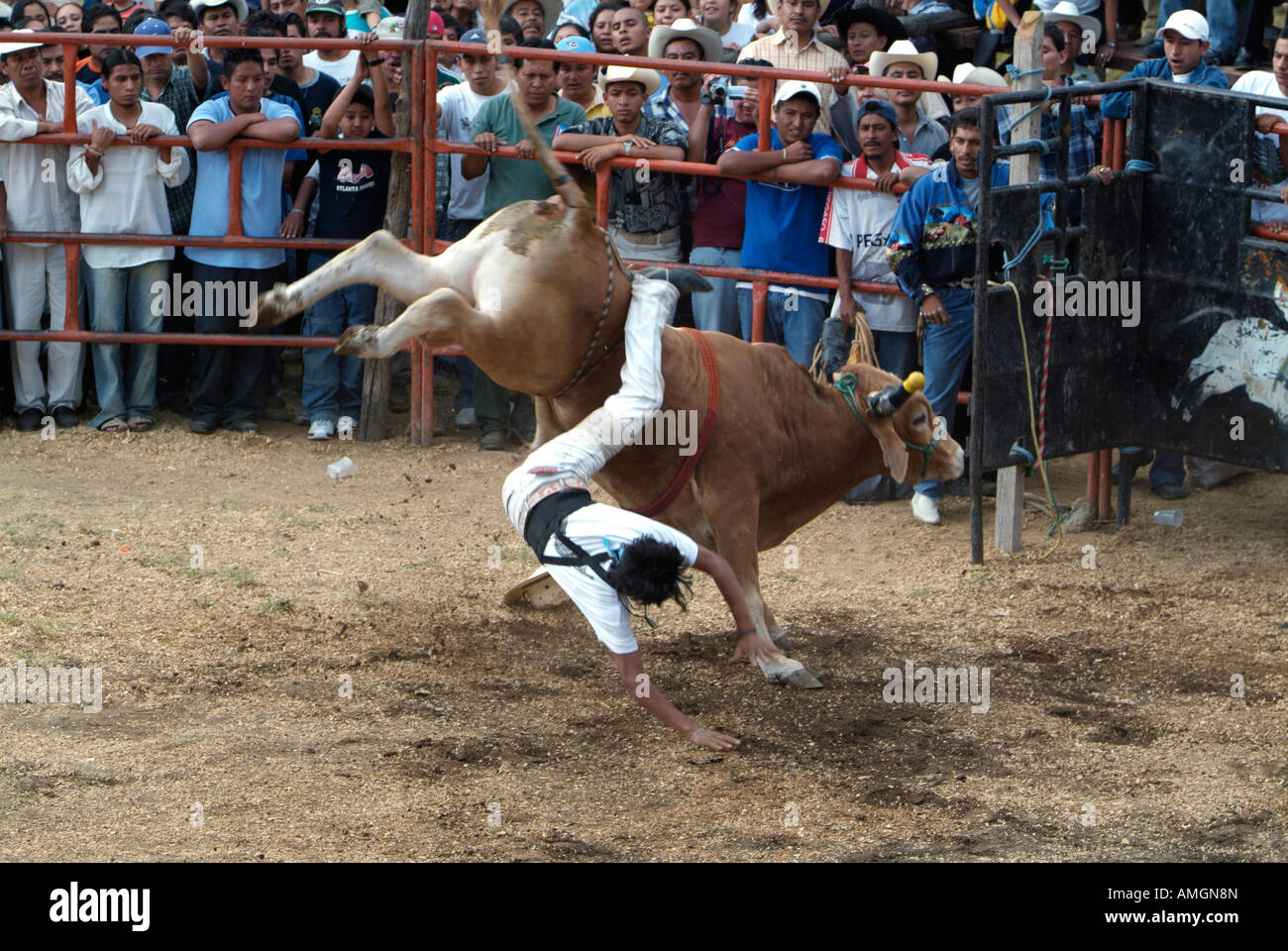 Bull riding mexican rodeo -Fotos und -Bildmaterial in hoher Auflösung ...