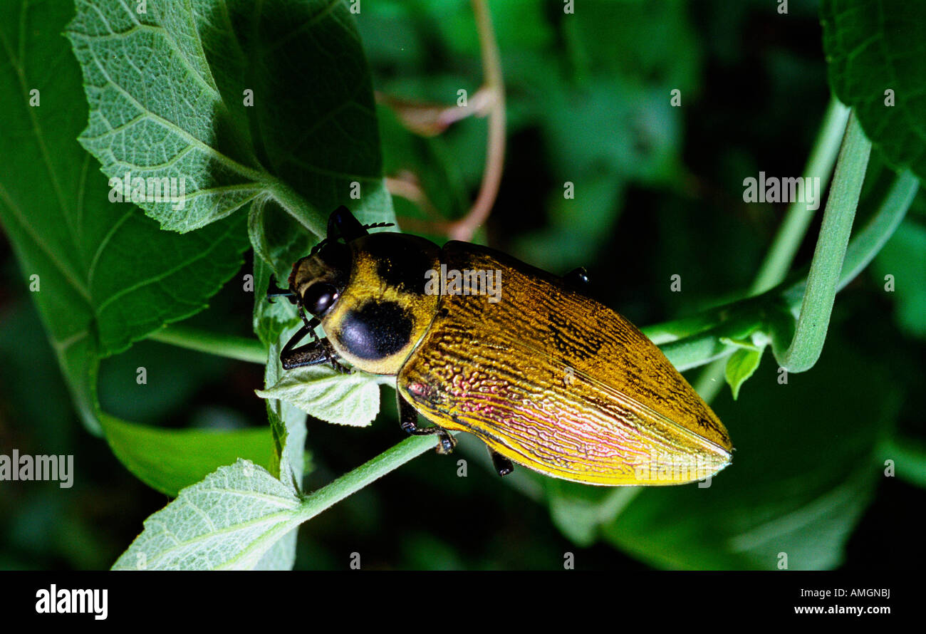 Lacandon regenwald -Fotos und -Bildmaterial in hoher Auflösung – Alamy