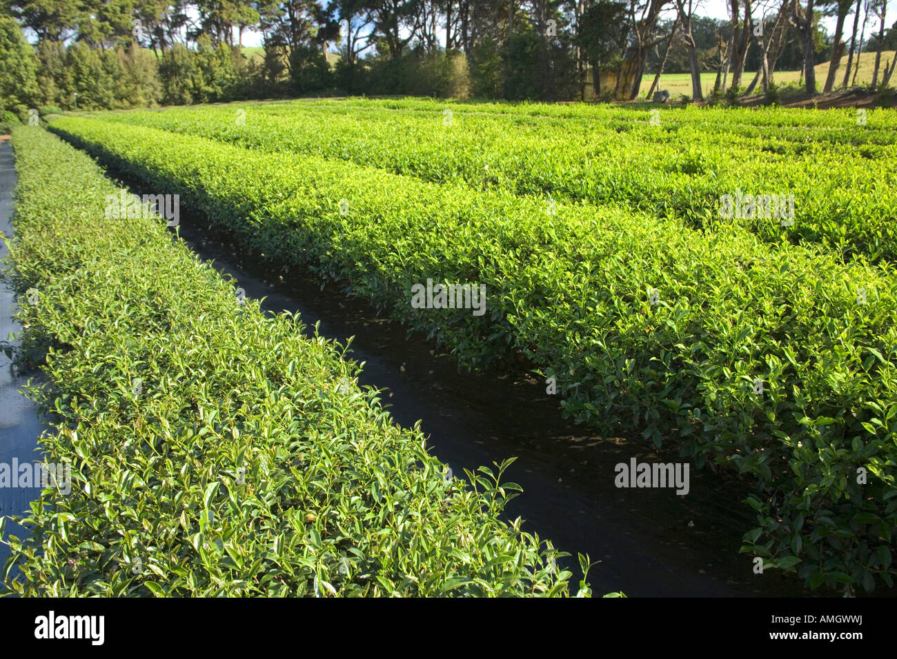 Kostenloser tee -Fotos und -Bildmaterial in hoher Auflösung – Alamy
