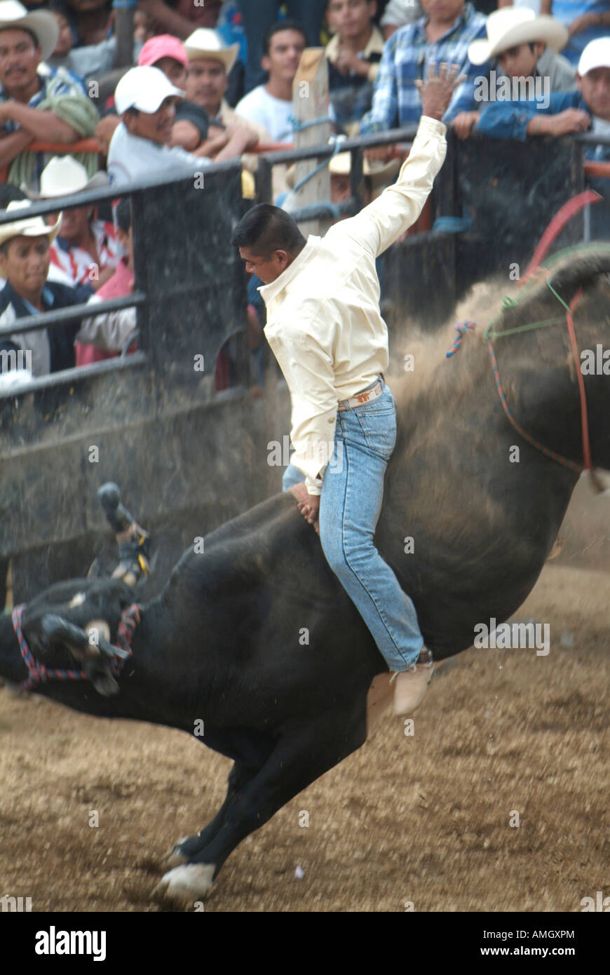 Bull Riding Mexican Rodeo Stockfotos & Bull Riding Mexican Rodeo Bilder ...