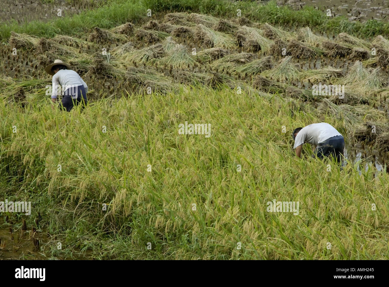 Feldarbeit in reisfeldern von china -Fotos und -Bildmaterial in hoher ...