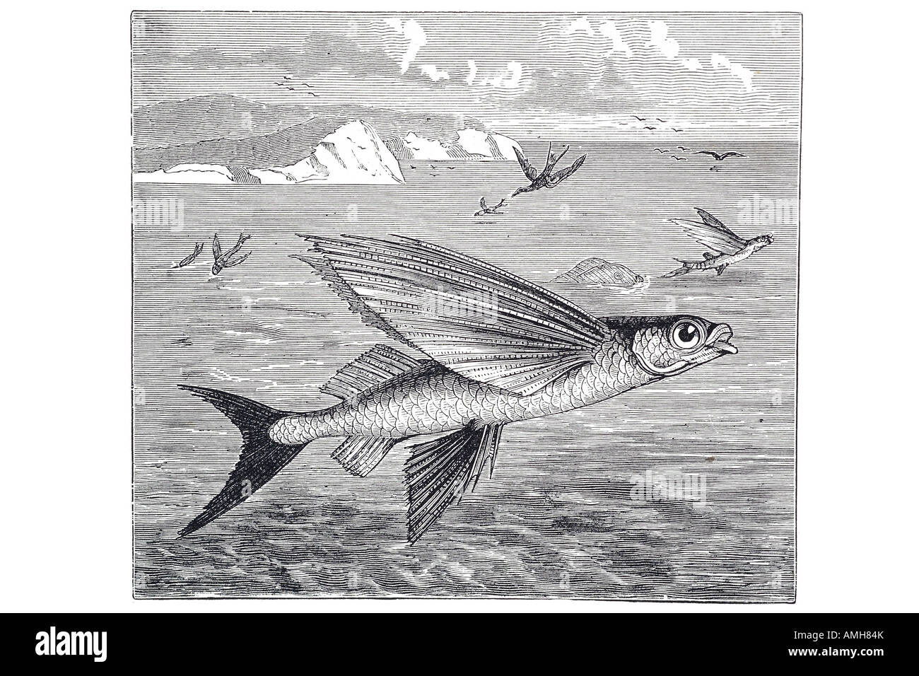 Flying fish are beloniformes -Fotos und -Bildmaterial in hoher ...