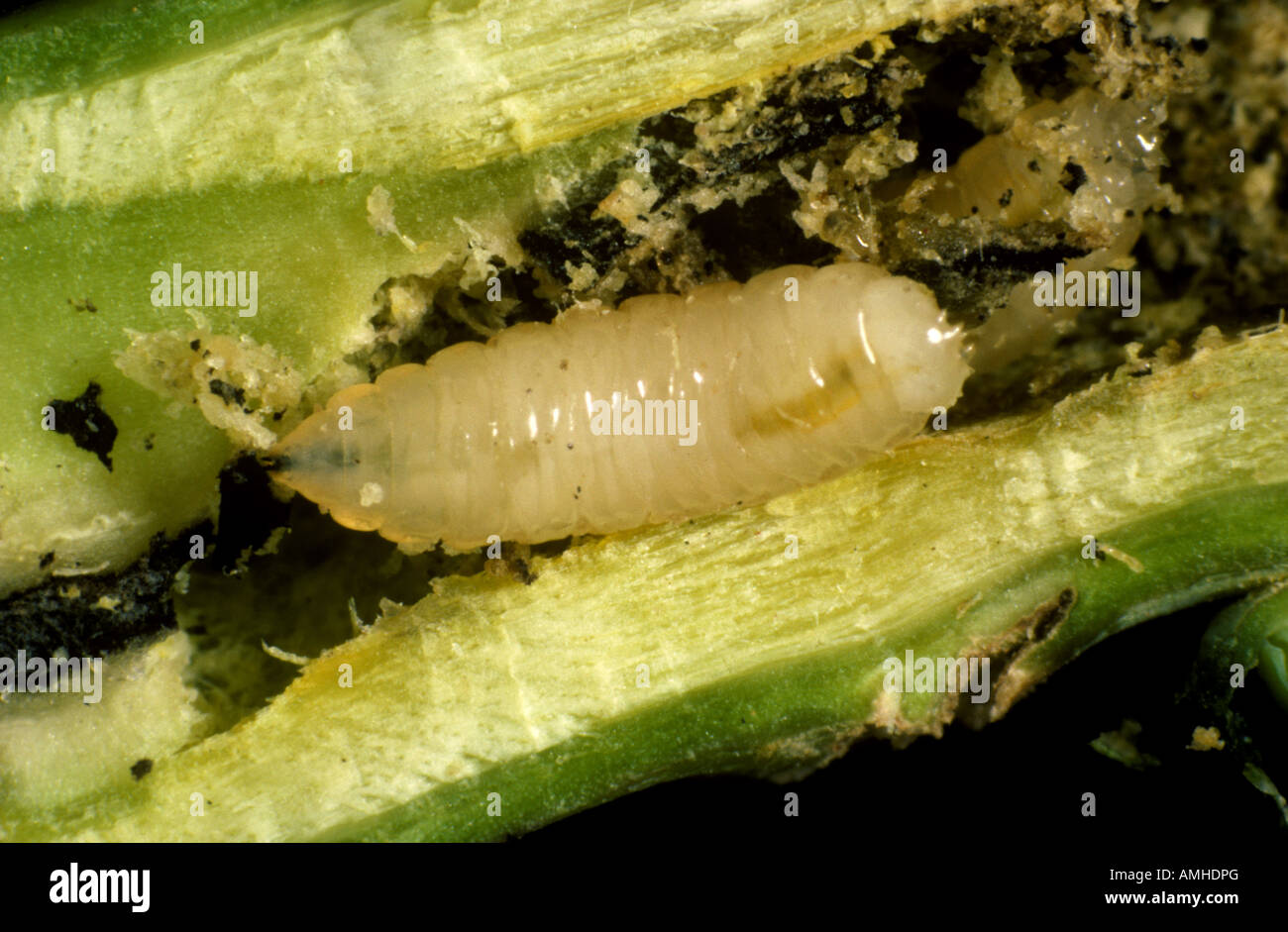 Kraut-Wurzel fliegen Delia Radicum Larve in beschädigten Kohl Wurzel ...