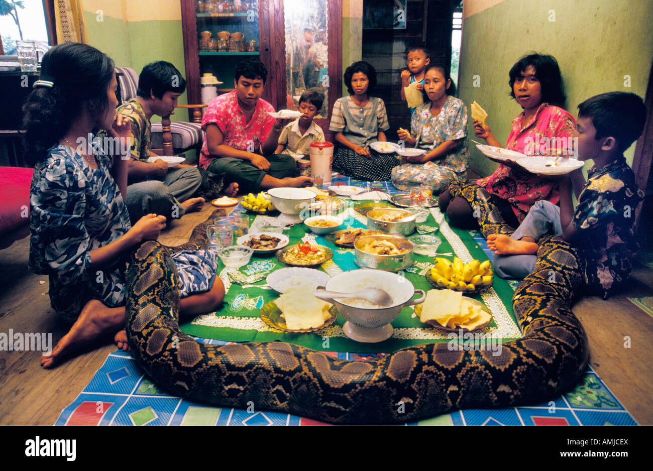 Netzpython Indonesien Familly mit zahmen retikuliert Python Python ...