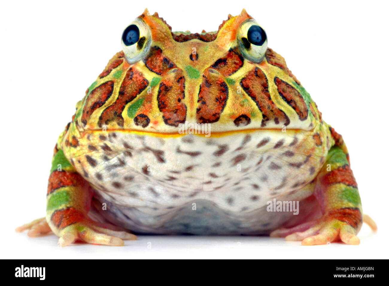 argentinische gehörnten Frosch Pacman Frog Ceratophrys Ornata zwei ...