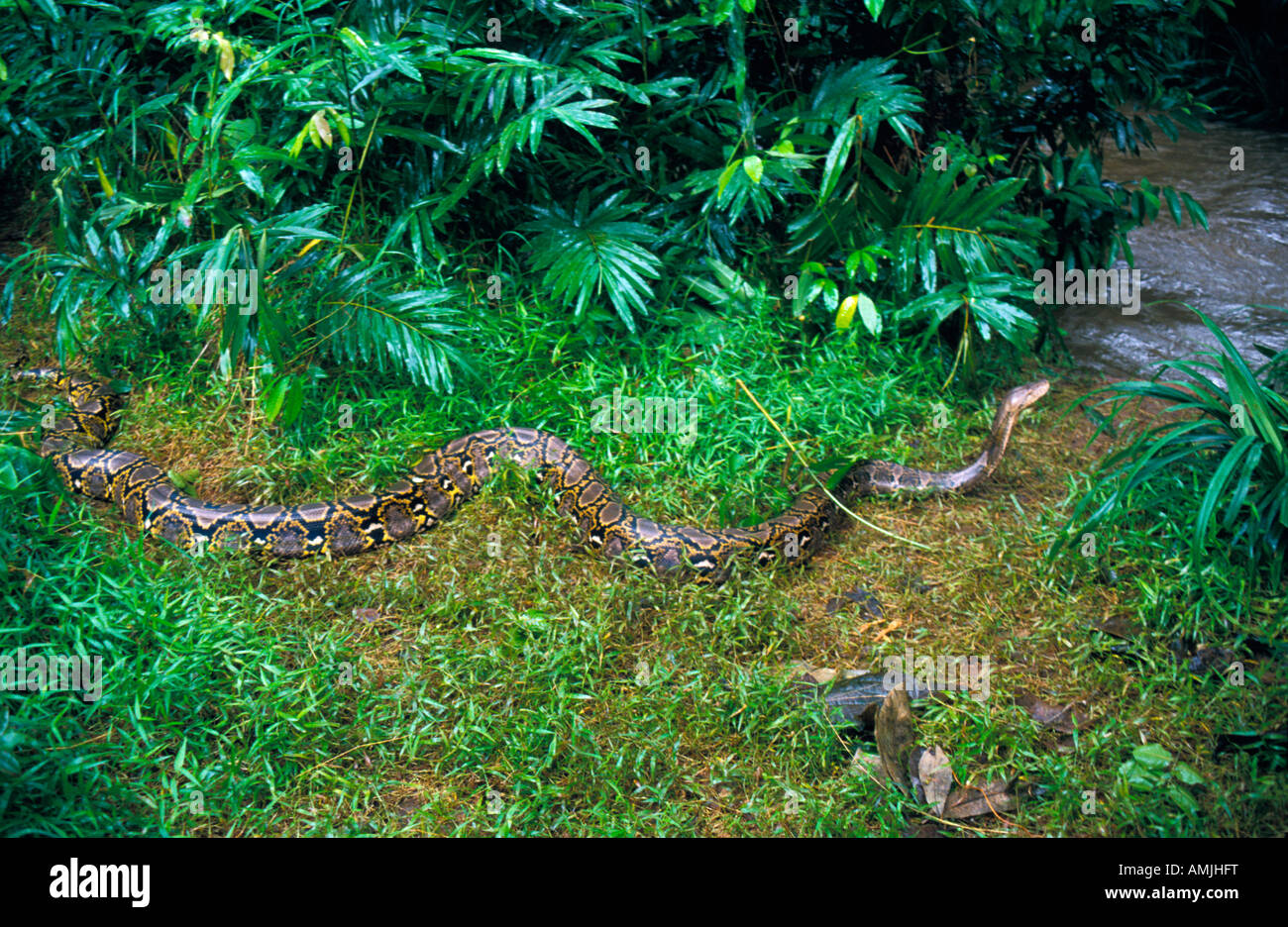 Netzartige pythons -Fotos und -Bildmaterial in hoher Auflösung – Alamy