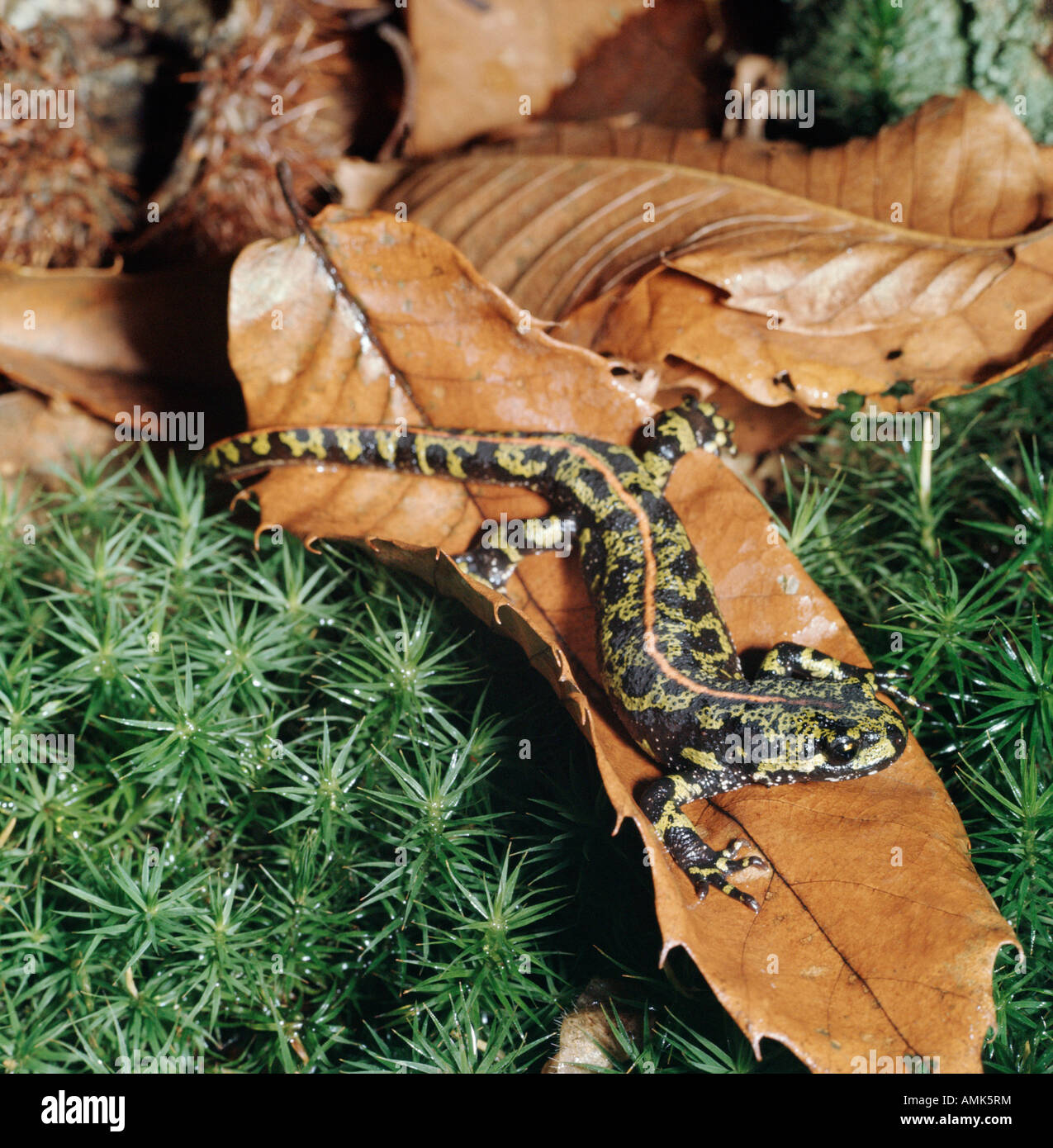 Triturus triturus marmoratus -Fotos und -Bildmaterial in hoher ...