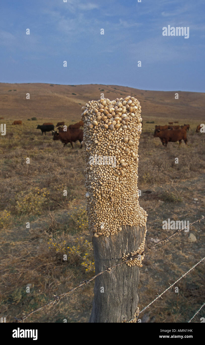 Helix spp -Fotos und -Bildmaterial in hoher Auflösung – Alamy