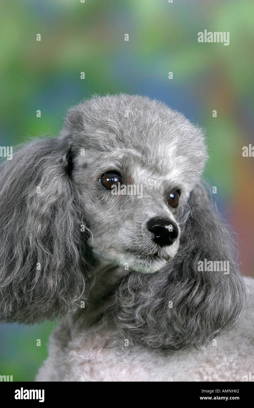 Silver poodle portrait -Fotos und -Bildmaterial in hoher Auflösung – Alamy