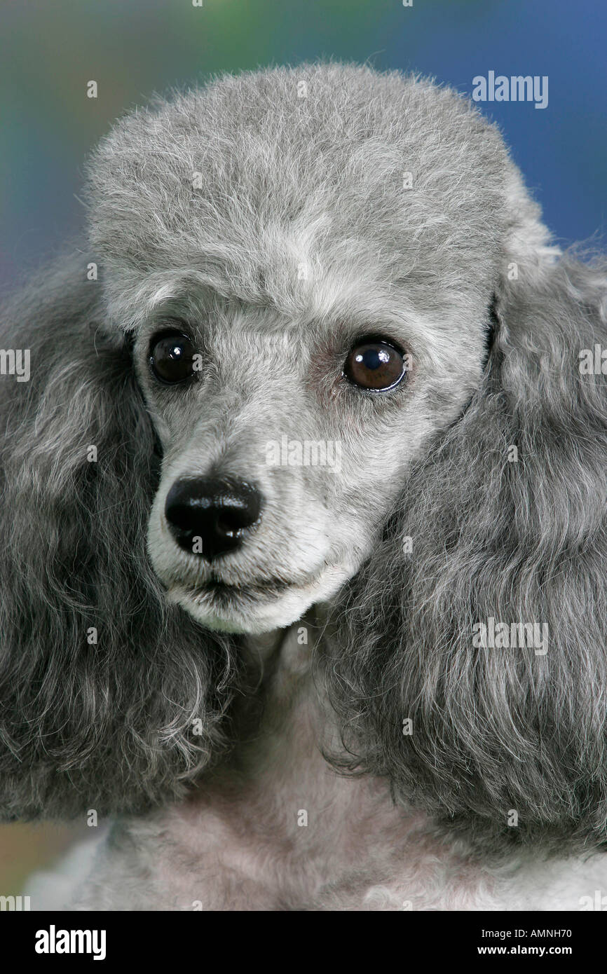 Silver toy poodle -Fotos und -Bildmaterial in hoher Auflösung – Alamy