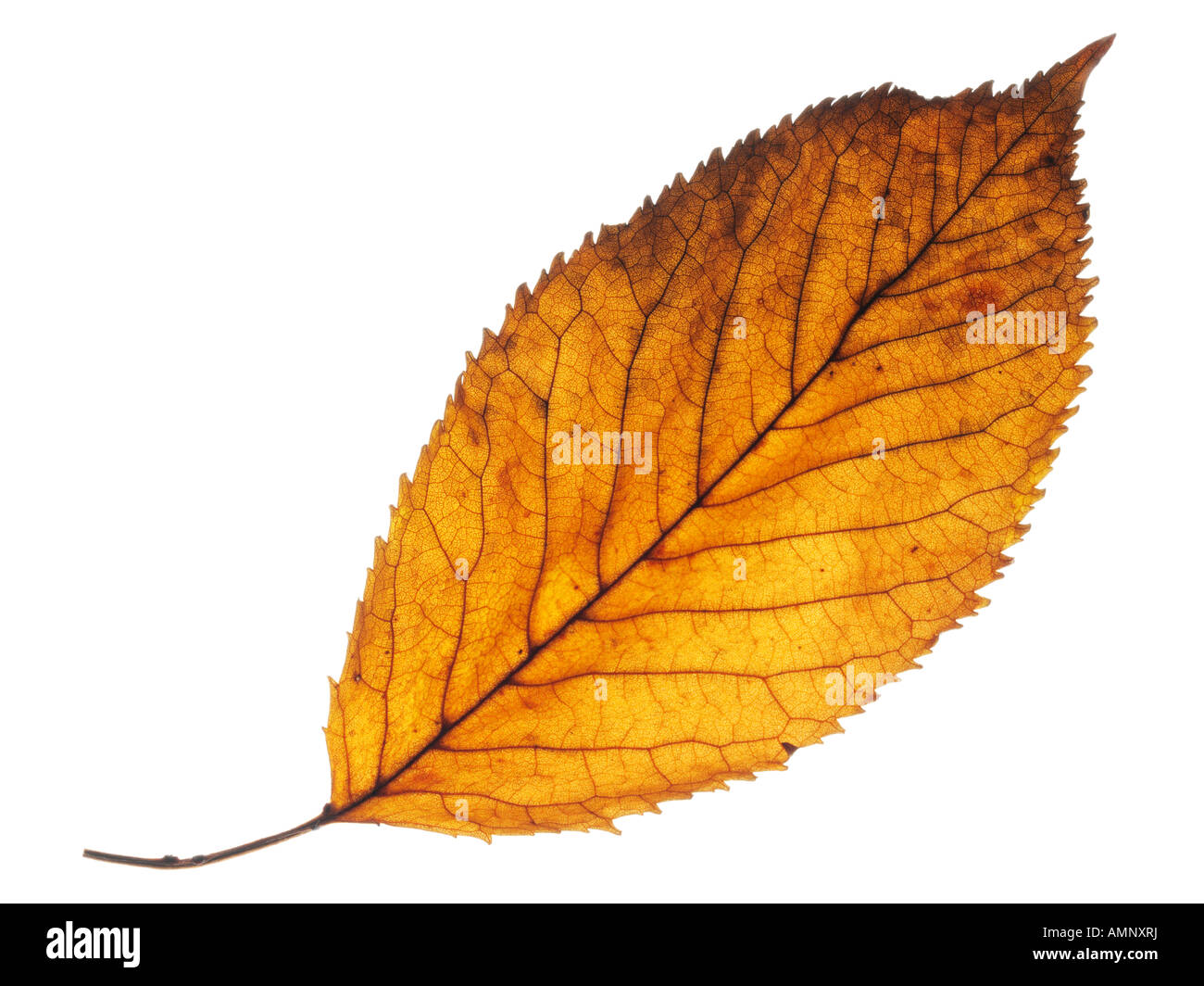 Individuelle einzelne Herbst Herbst Blatt vor weißem Hintergrund ...