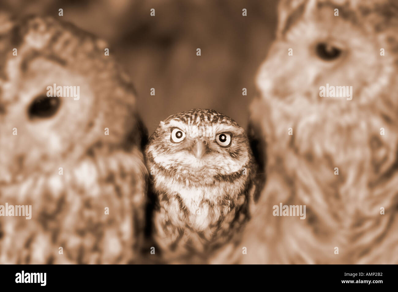 Drei kleine eulen -Fotos und -Bildmaterial in hoher Auflösung – Alamy