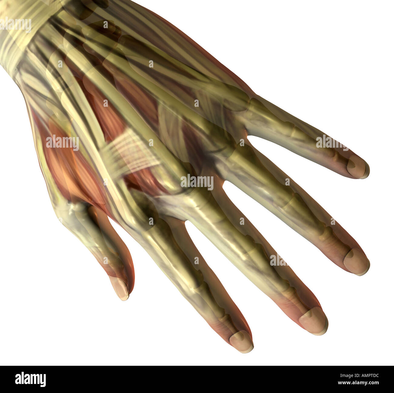 Anatomy muscles hand -Fotos und -Bildmaterial in hoher Auflösung ...