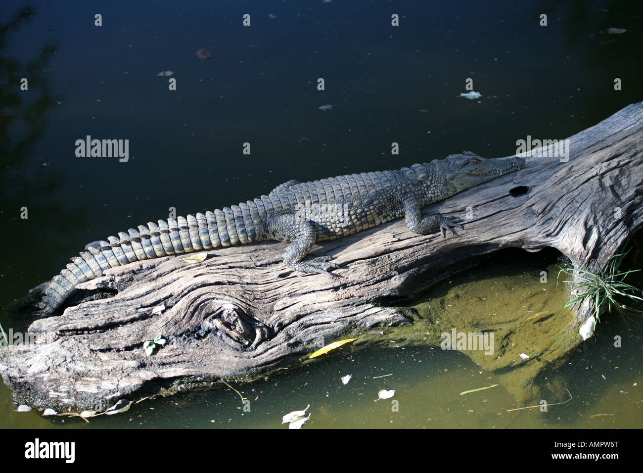 Baby crocodiles water -Fotos und -Bildmaterial in hoher Auflösung – Alamy