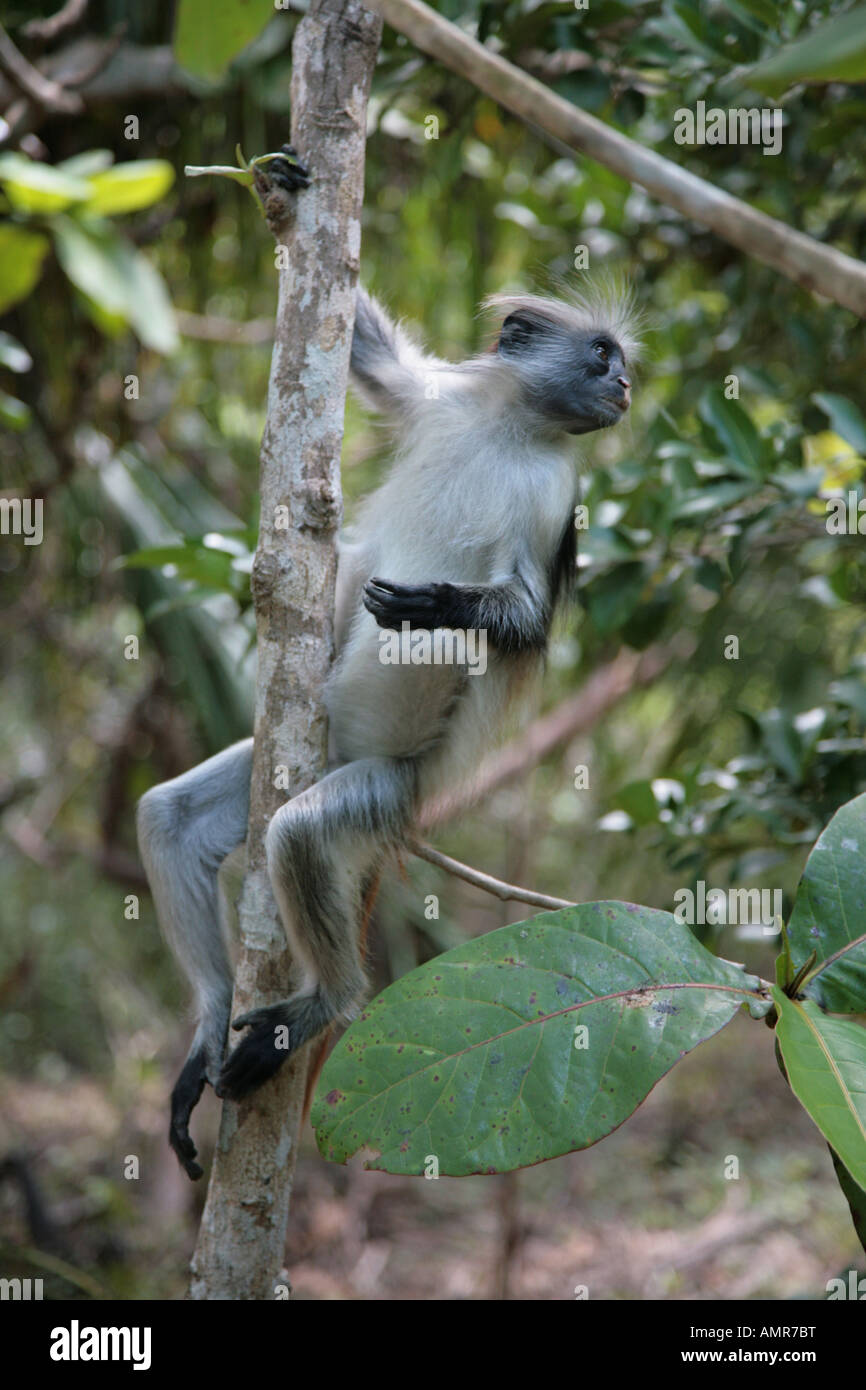 Affe afrika -Fotos und -Bildmaterial in hoher Auflösung – Alamy