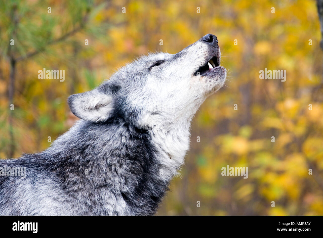 Heulende wolf -Fotos und -Bildmaterial in hoher Auflösung – Alamy