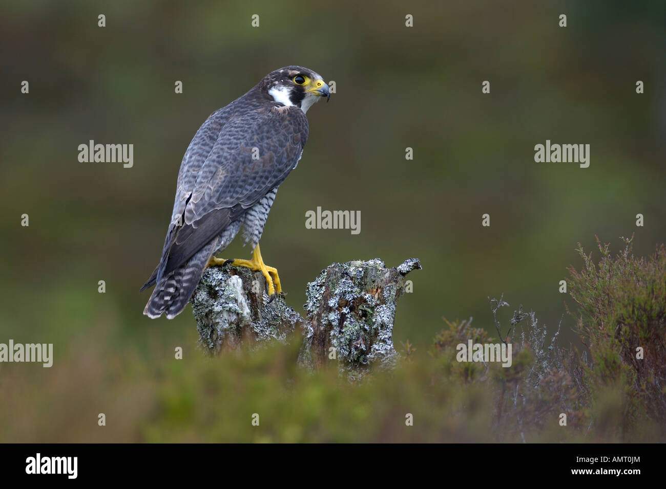 Wanderfalke falknerei -Fotos und -Bildmaterial in hoher Auflösung – Alamy