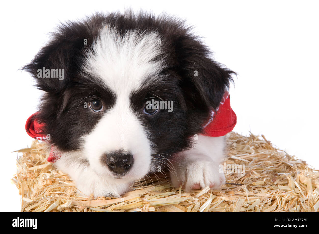 Niedliche Land Border Collie Welpen tragen rotes Halstuch auf ...