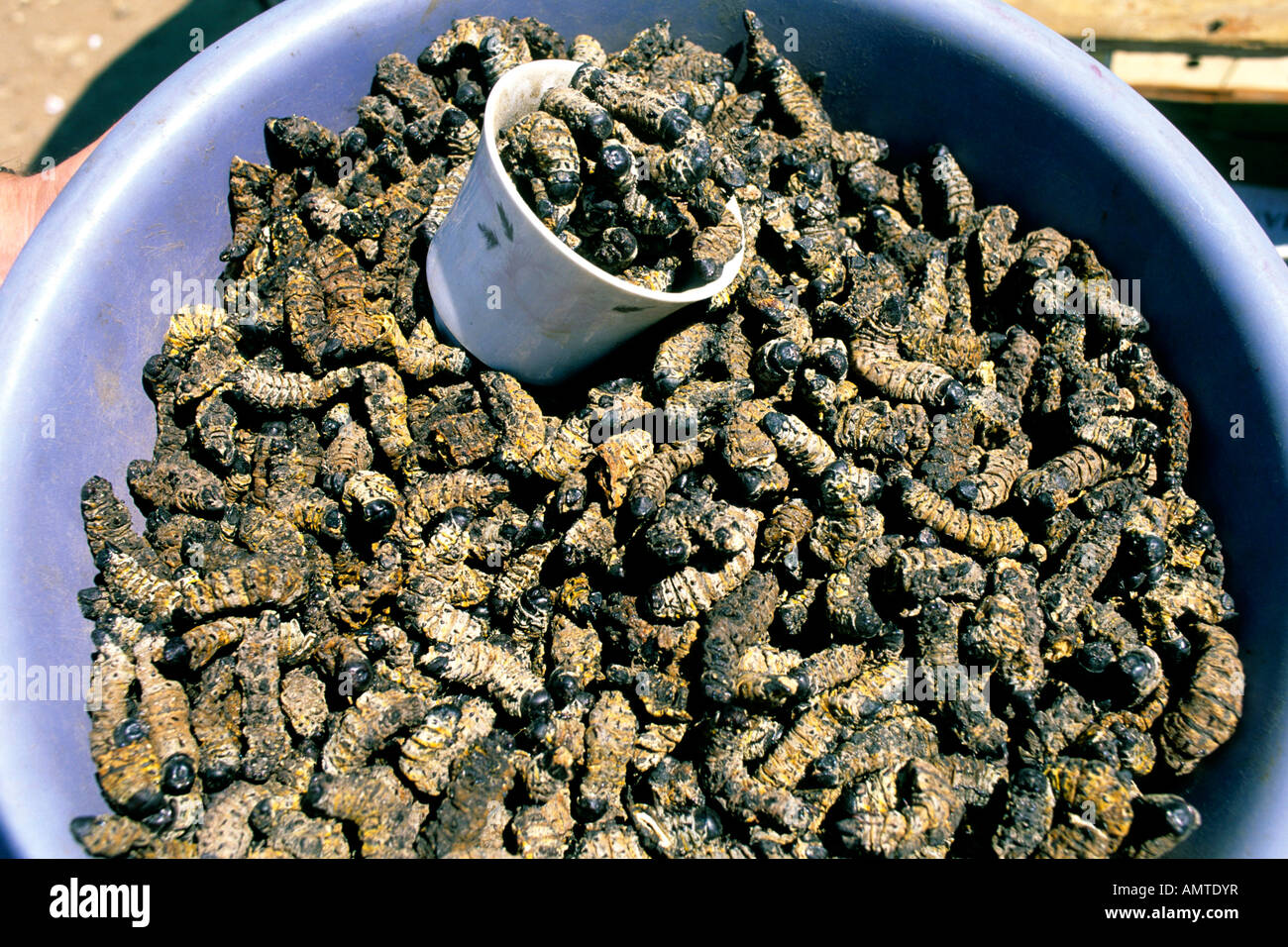 Mopane worms -Fotos und -Bildmaterial in hoher Auflösung – Alamy