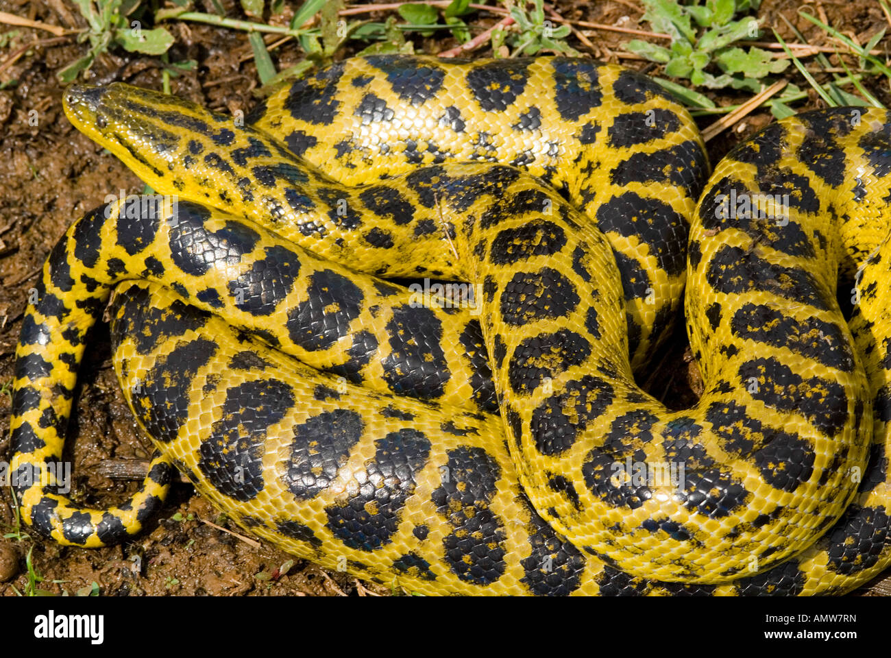 Gelbe Anakonda Schlange am Boden Eunectes Notaeus Pantanal-Brasilien ...