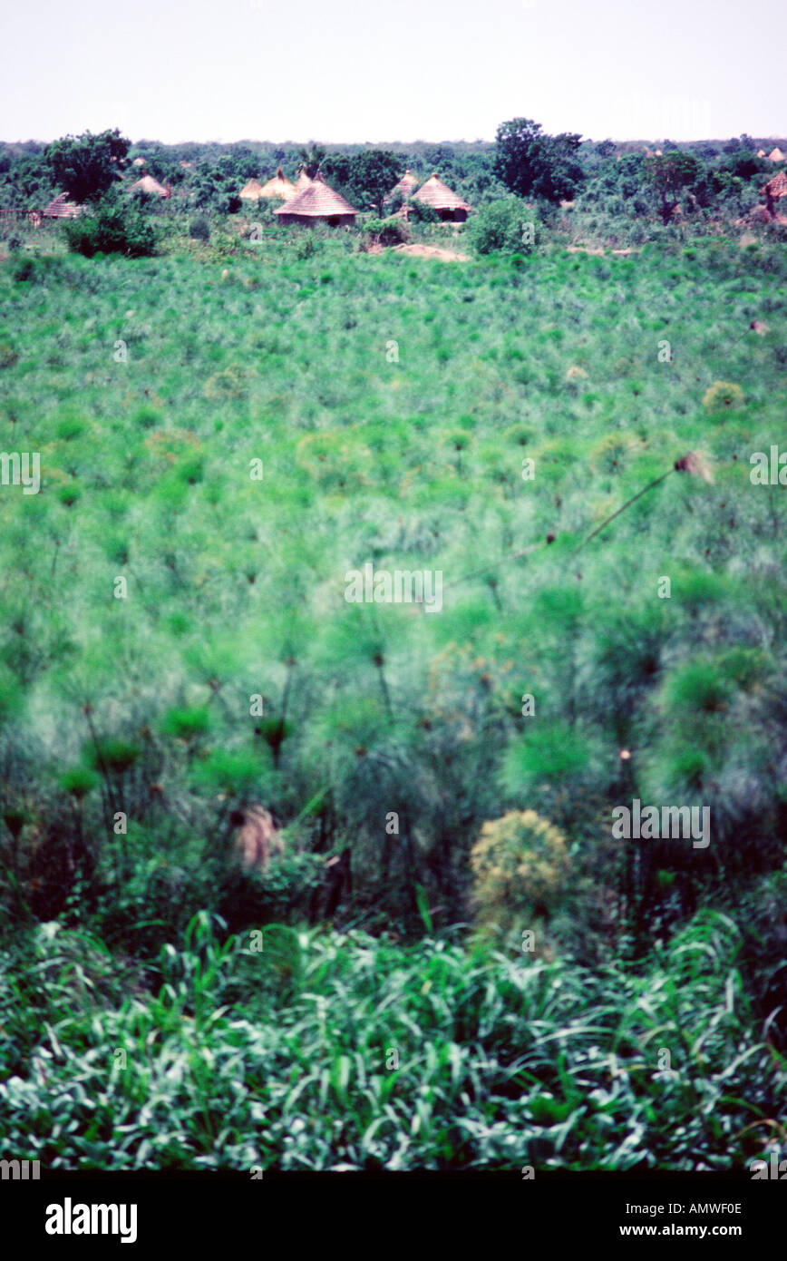 Papyrus swamps -Fotos und -Bildmaterial in hoher Auflösung – Alamy