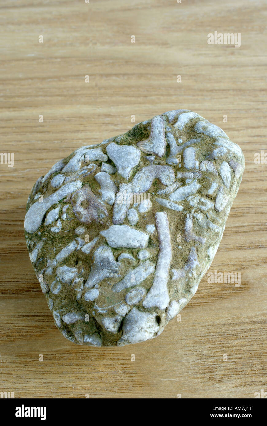 Verkalkte fossilien -Fotos und -Bildmaterial in hoher Auflösung – Alamy