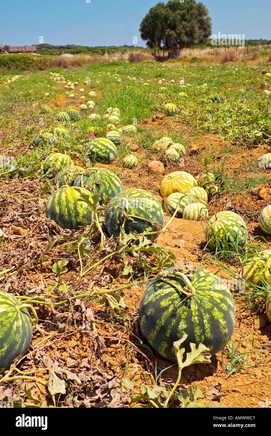 Melone Feld Wassermelonen Peloponnes Griechenland Stockfotografie - Alamy