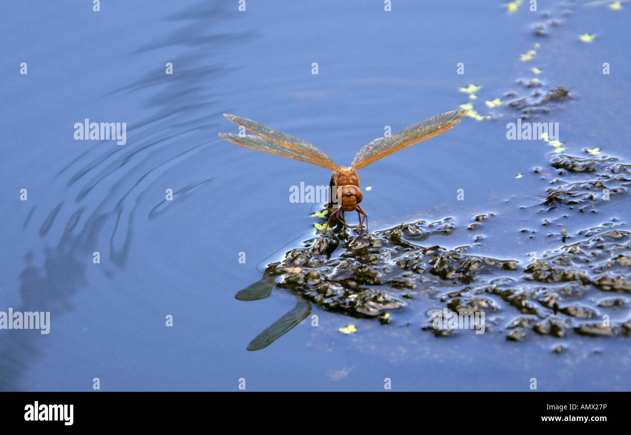 Braune aeschna -Fotos und -Bildmaterial in hoher Auflösung – Alamy