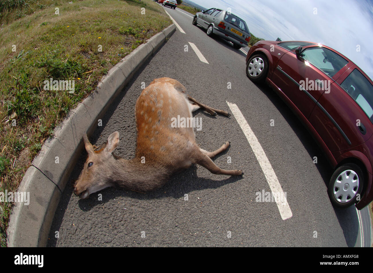 Totes reh traf auto -Fotos und -Bildmaterial in hoher Auflösung – Alamy