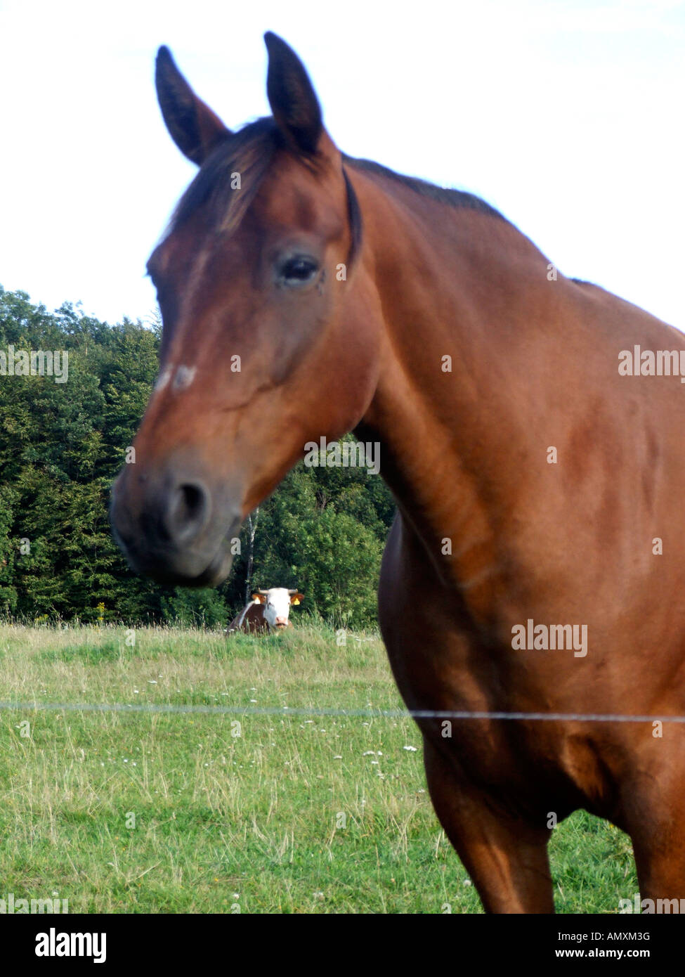 Braune Pferd und Kuh Stockfotografie - Alamy
