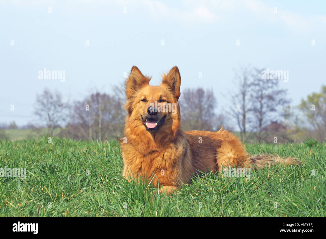 Harzer Fuchs Stockfotos und -bilder Kaufen - Alamy