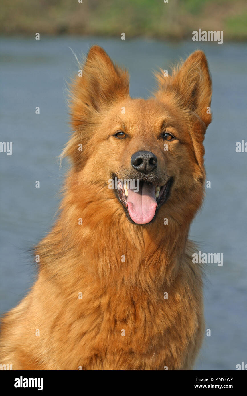 Harzer fuchs -Fotos und -Bildmaterial in hoher Auflösung – Alamy