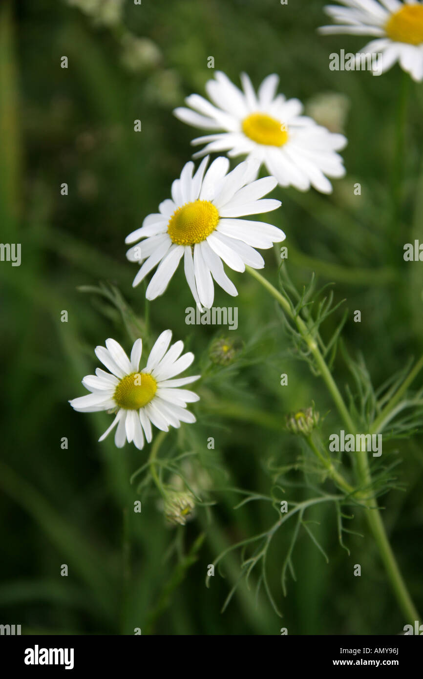Geruchlos Mayweed, Matricaria Perforata oder Tripleurospermum Inodorum ...