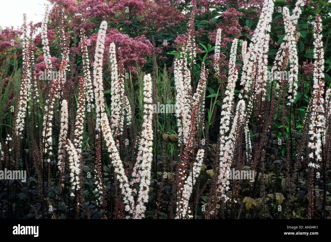 Pensthorpe Millenium Garten Norfolk Cimicifuga Brünette Eupatorium ...