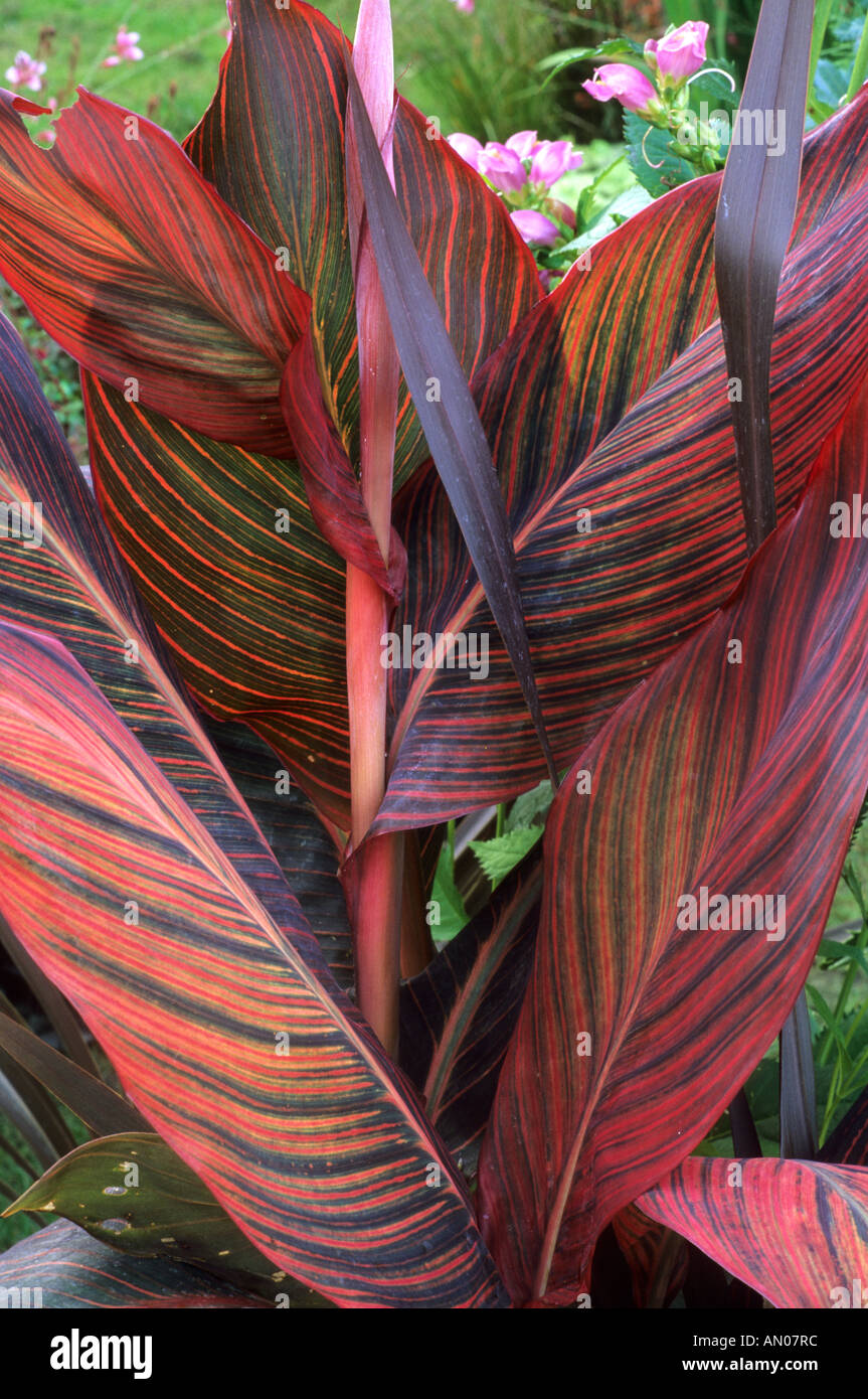 Cannas garden -Fotos und -Bildmaterial in hoher Auflösung – Alamy
