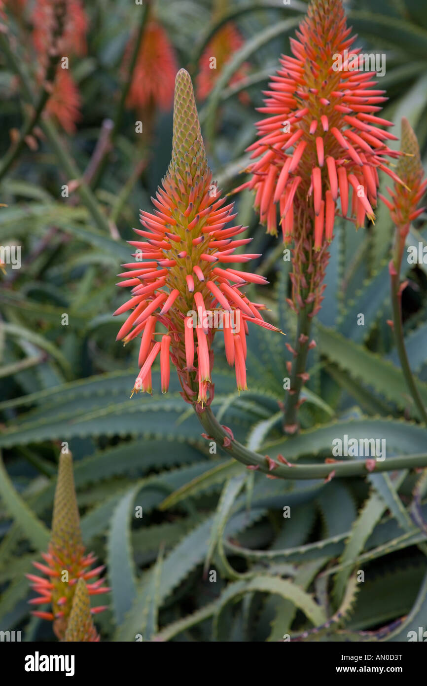 Madeira Aloe Stockfotos & Madeira Aloe Bilder - Seite 2 - Alamy