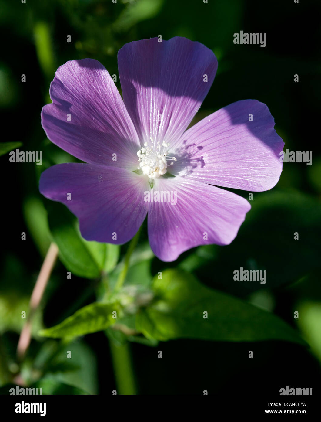Anoda cristata -Fotos und -Bildmaterial in hoher Auflösung – Alamy