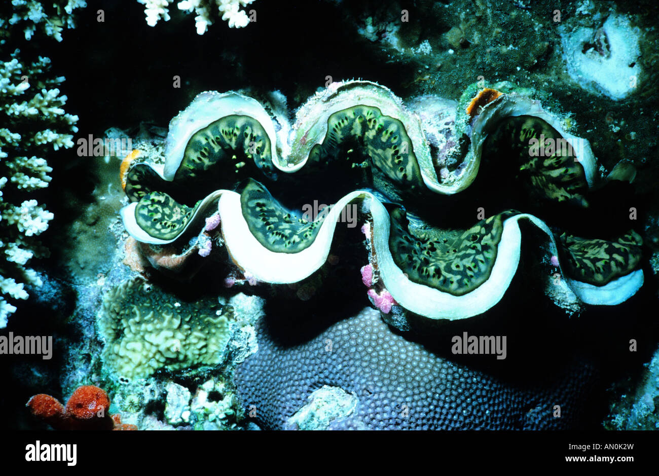 Riesenmuschel. Weichtiere. (Tridacna Gigas) Giant Clam, unter Wasser ...