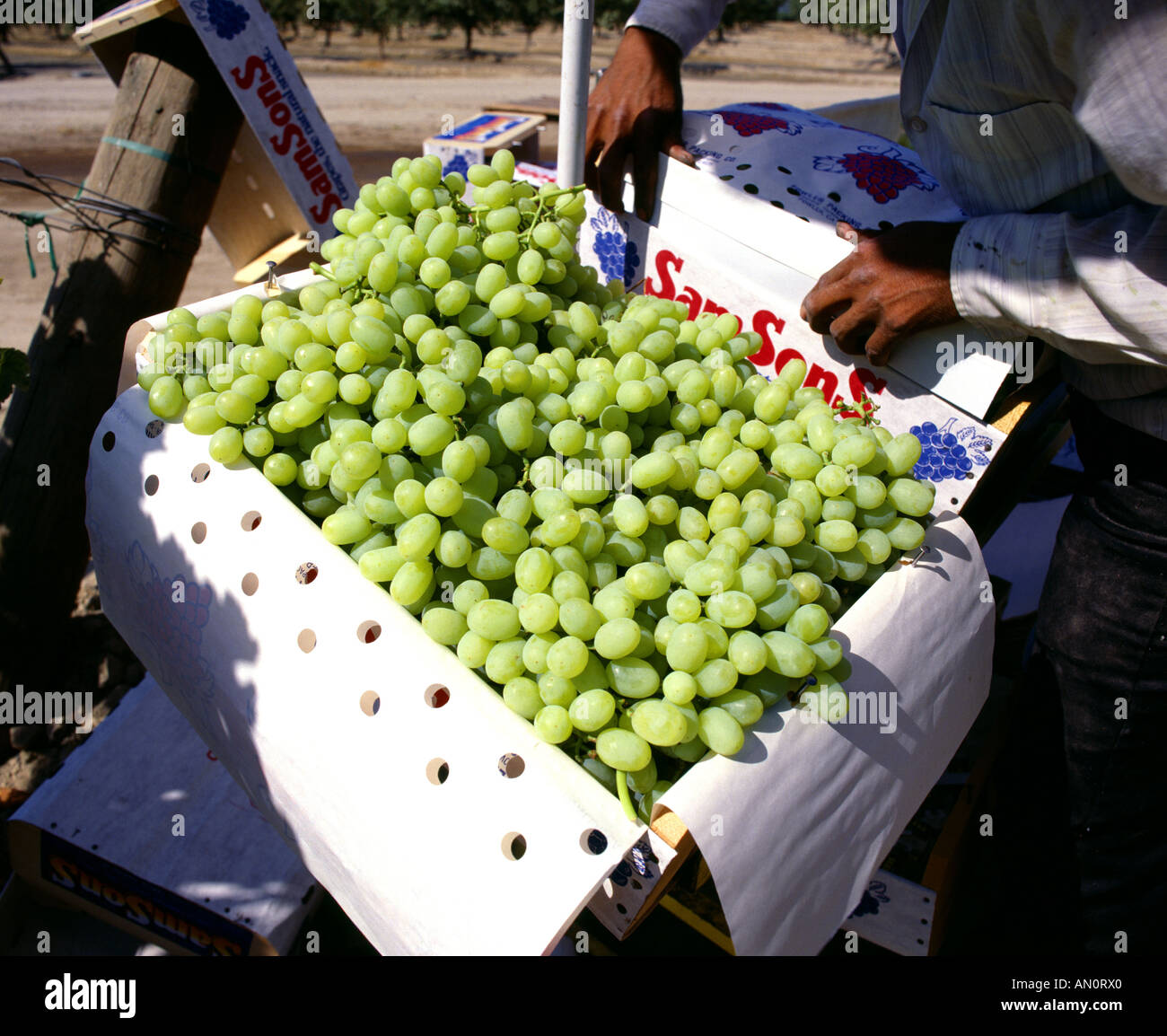 Reifer thompson kernlos -Fotos und -Bildmaterial in hoher Auflösung – Alamy