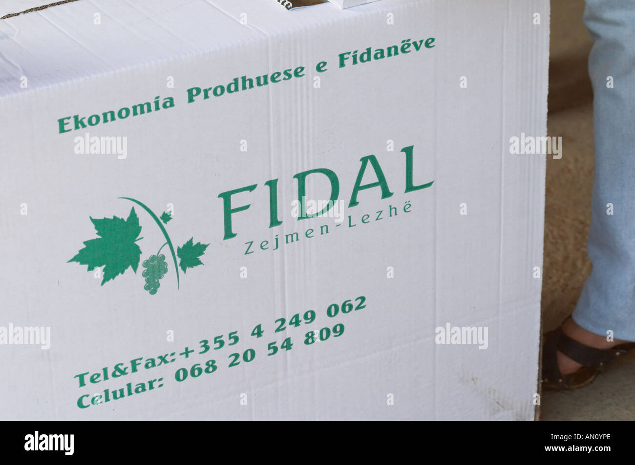 Stecklinge Schneiden Vitis Vinifera Stockfotos und -bilder Kaufen - Alamy