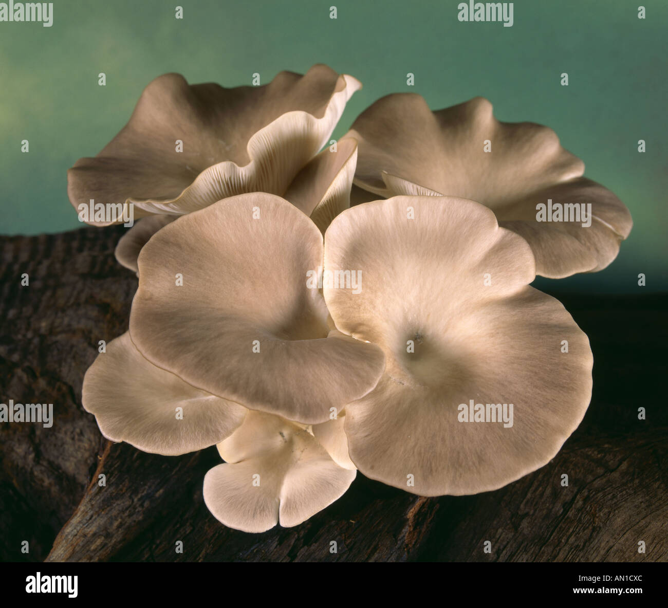 AUSTERNPILZ PLEUROTUS OSTREATUS PILZ KAPPE GEFORMT WIE EIN OYSTER SHELL ...