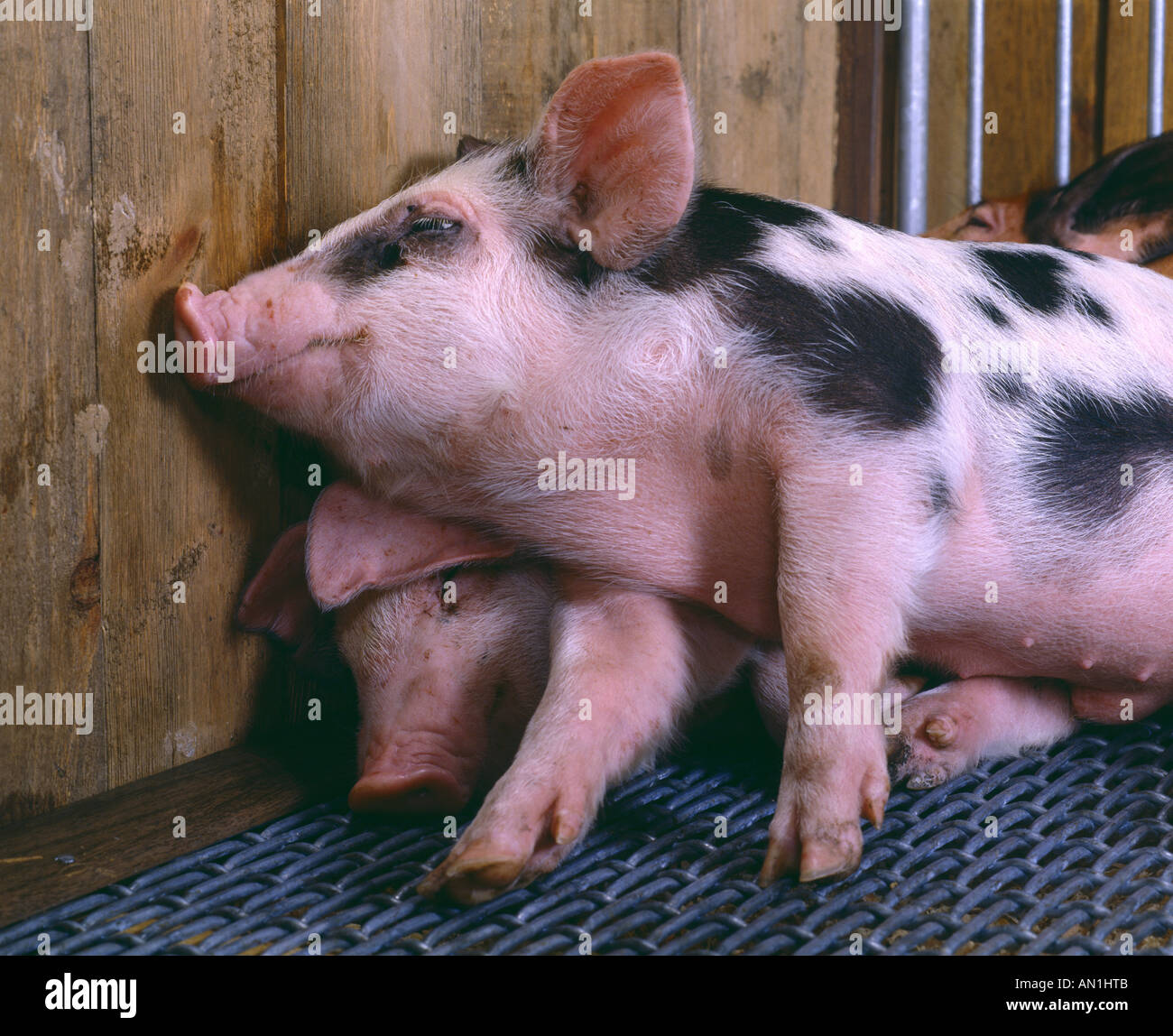 Schwein ferkel seitenansicht -Fotos und -Bildmaterial in hoher ...