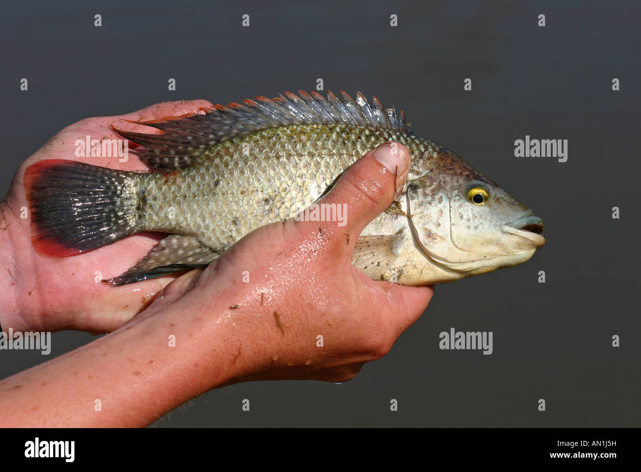 Tilapia Fish Africa Stockfotos & Tilapia Fish Africa Bilder - Alamy