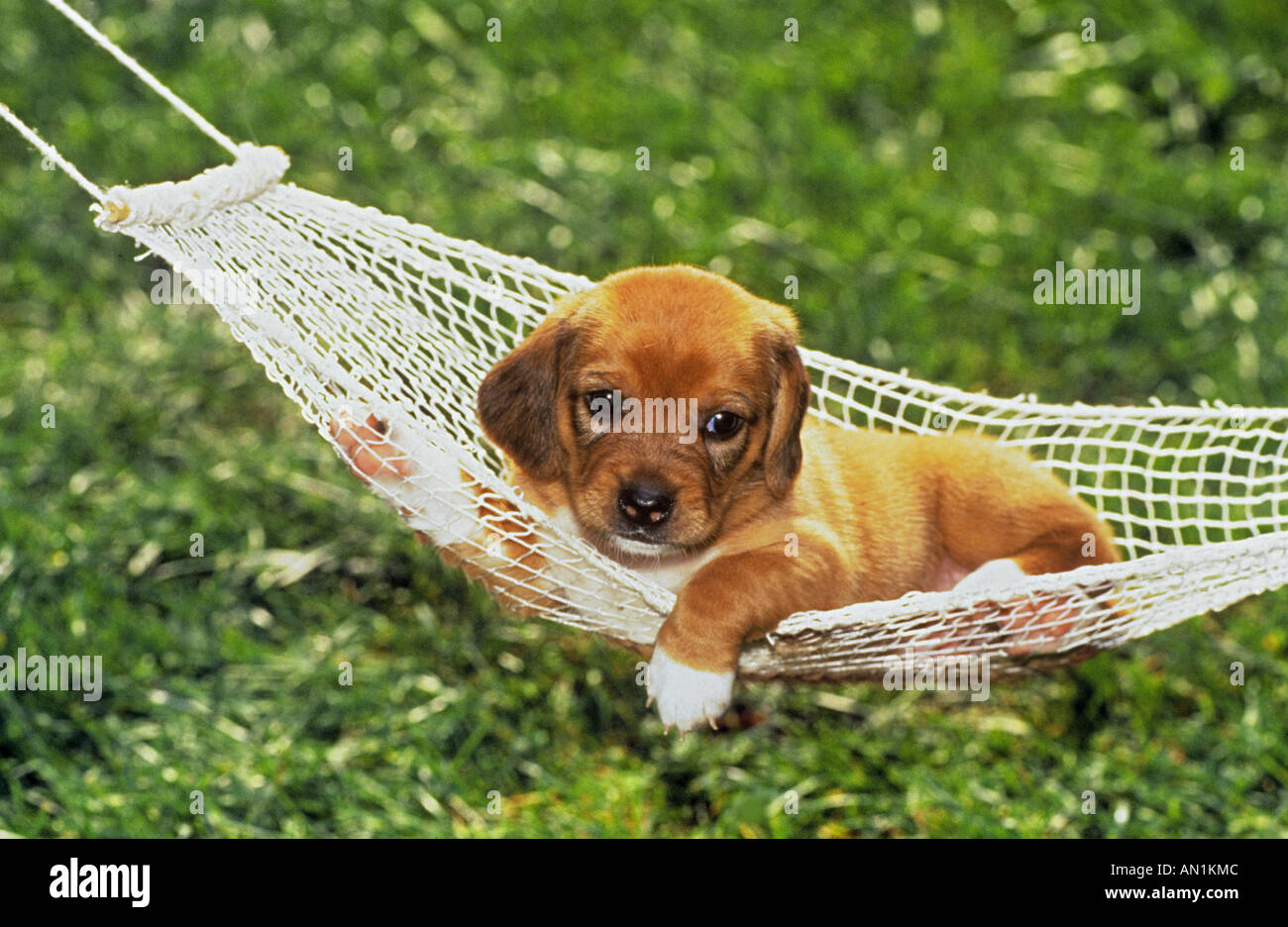 Halbe rassen -Fotos und -Bildmaterial in hoher Auflösung – Alamy
