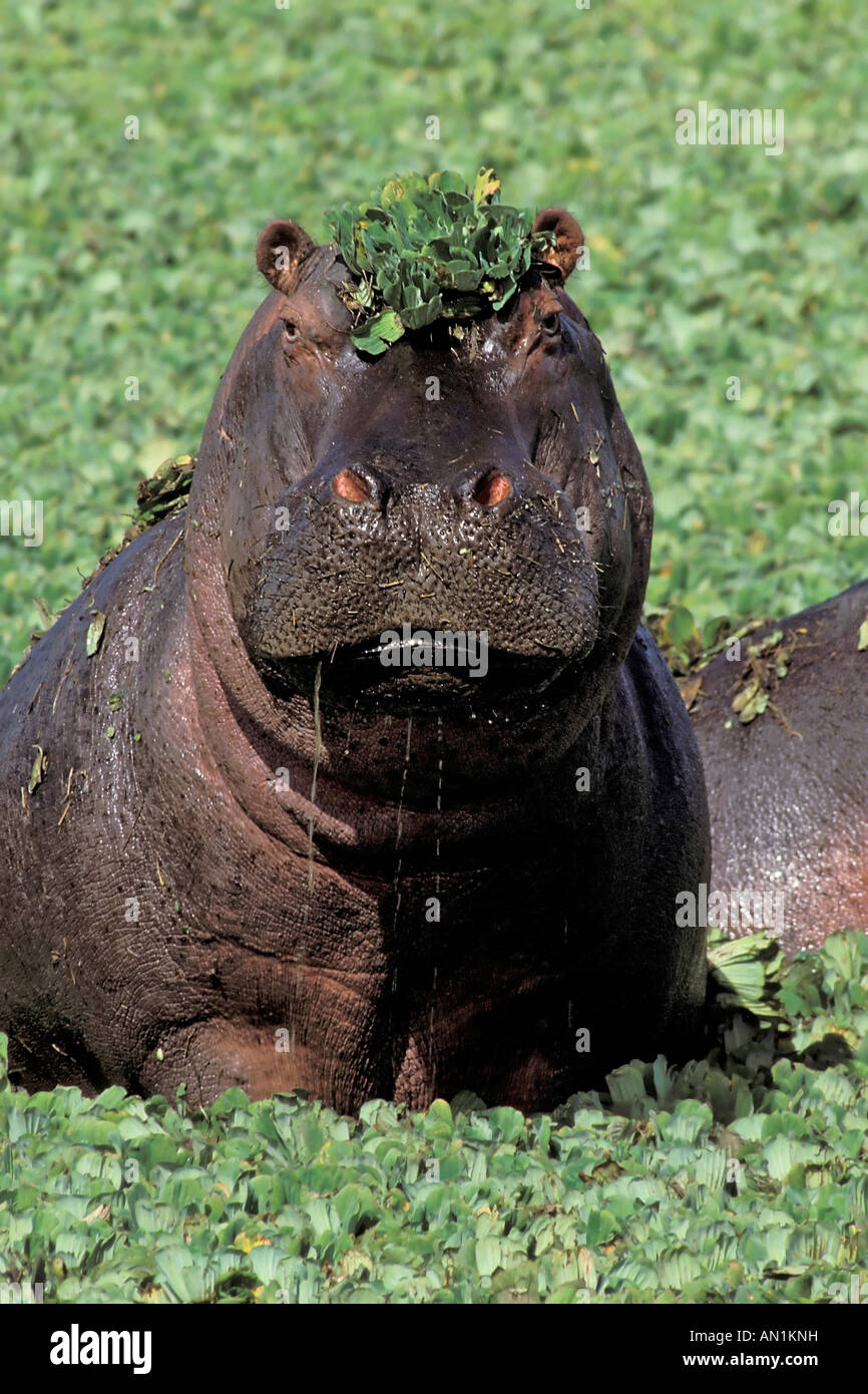 Lustige Nilpferde Funny Hippo Make Tourists Excited||Funny Everyday