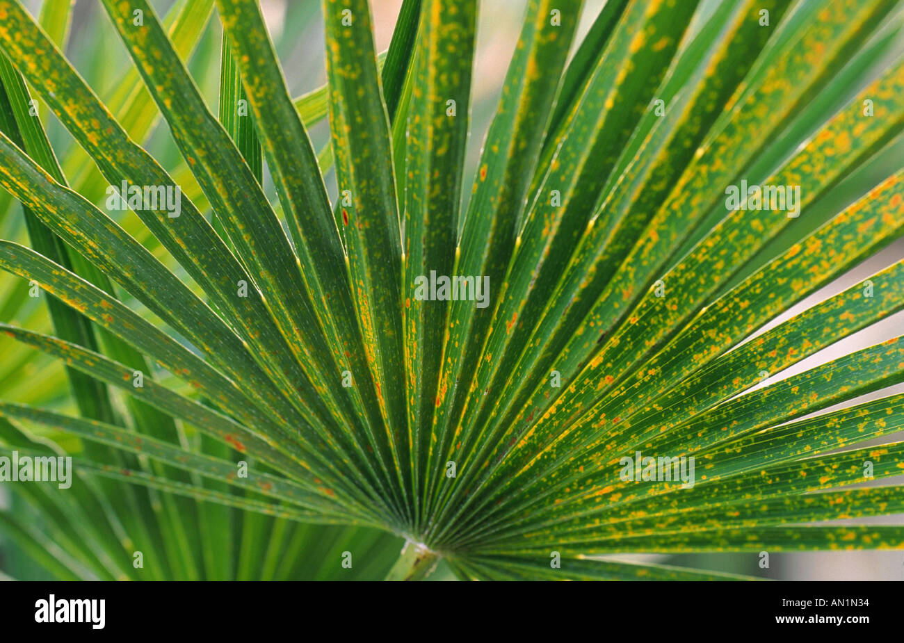 Chlorosis palm -Fotos und -Bildmaterial in hoher Auflösung – Alamy