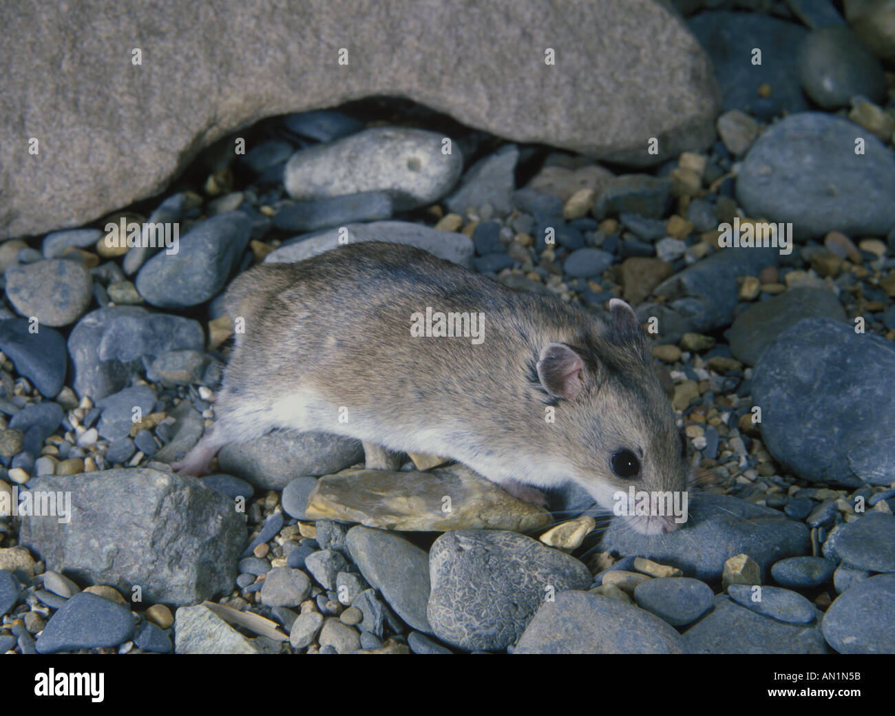 Chinesische hamster -Fotos und -Bildmaterial in hoher Auflösung – Alamy