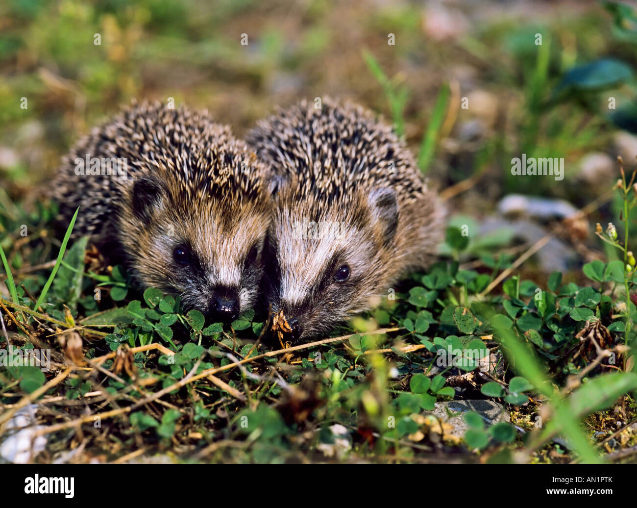 Junger igel -Fotos und -Bildmaterial in hoher Auflösung – Alamy