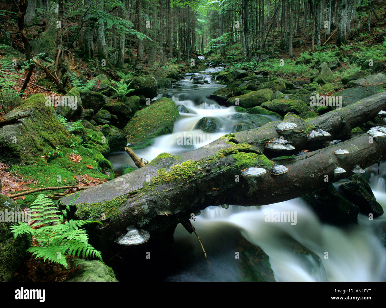 Wilder Bach im Urwald Nationalpark Bayerischer Wald Bayern Deutschland ...