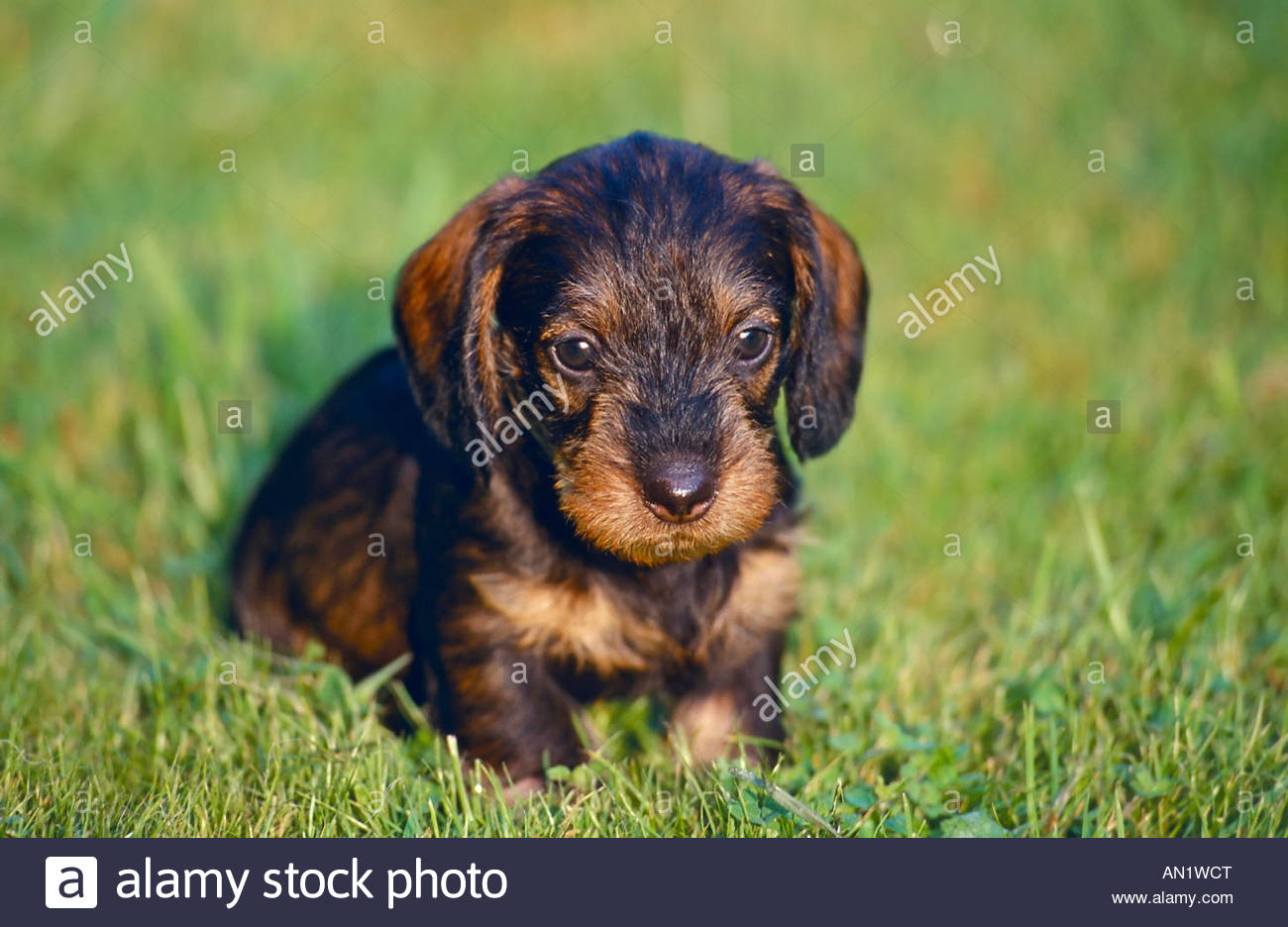 Rauhaardackel Rauhaarteckel Wire haired Dachshound Drahthaar Dackel ...